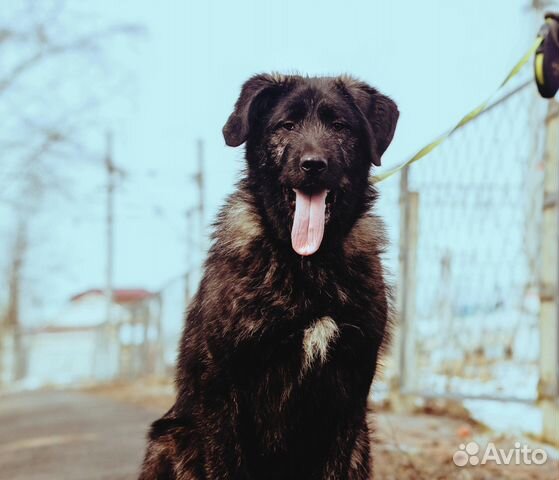 Большой и добрый метис ищет дом