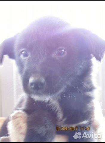 Лохматое счастье в квартиру и в дом