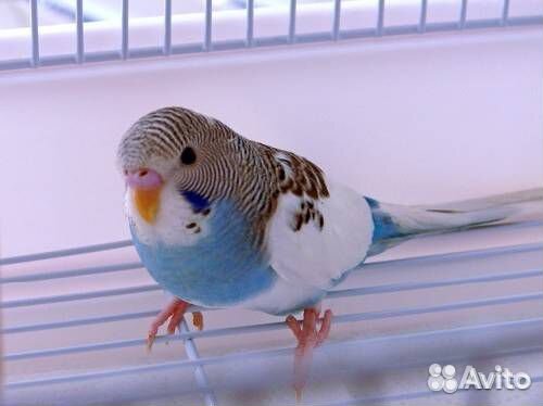 Продам малышей от заводчика