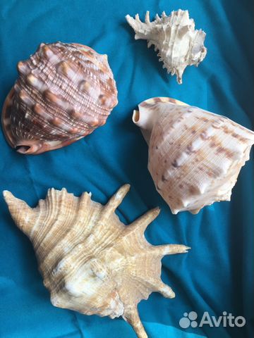 Ракушки с Красного моря