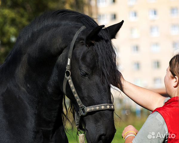 Шикарная кобыла