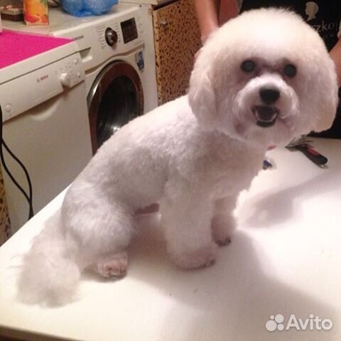 Кобель для вязки