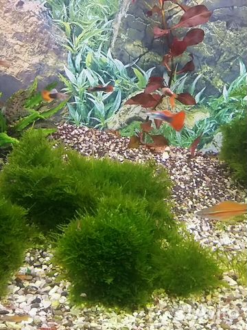 Аквариумные растения