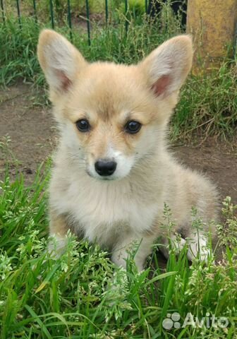 Вельш корги пемброк. Рыже-белые)