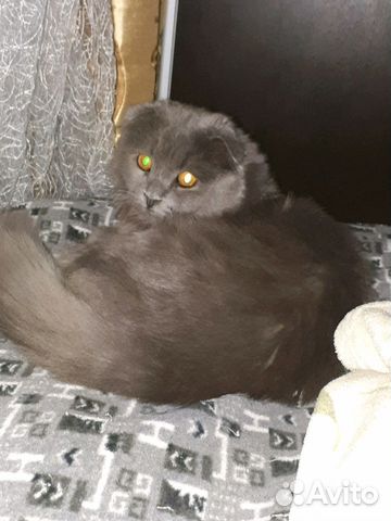 Кот приглашает на вязку