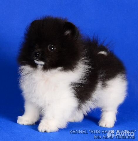 Бело\чёрная красавица