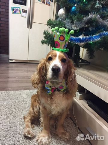 Английский коккер спаниель, мальчик (вязка)