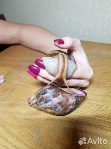 Улитки Ахатины