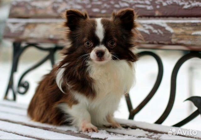 Малюсенький чих для вязки