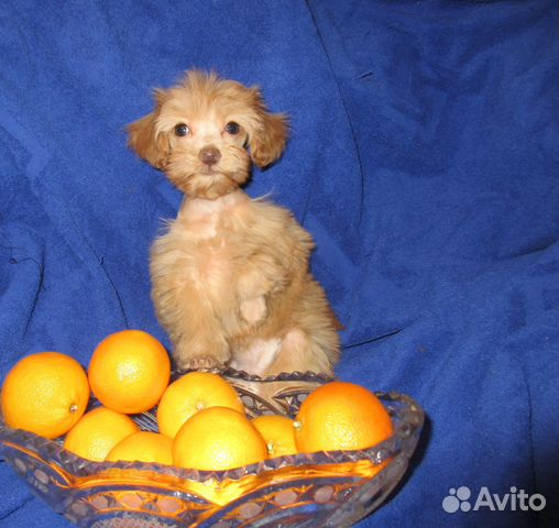 Новогоднее Чудо с мандаринами