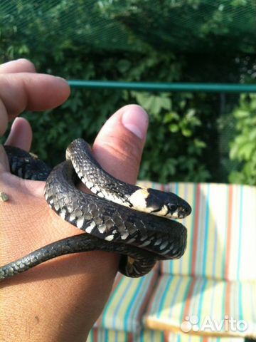 Уж обыкновенный