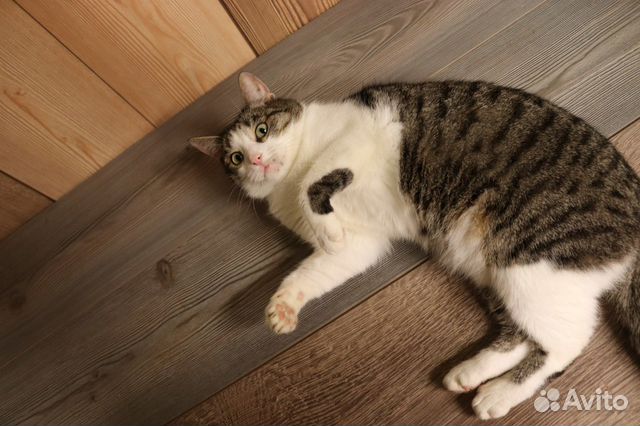 Камышек Базилик ищет дом