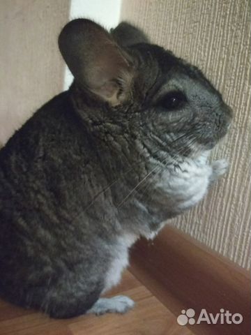 Продам шиншиллу - мальчик