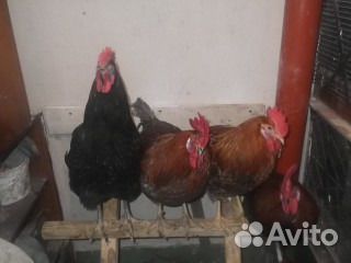 Петухи