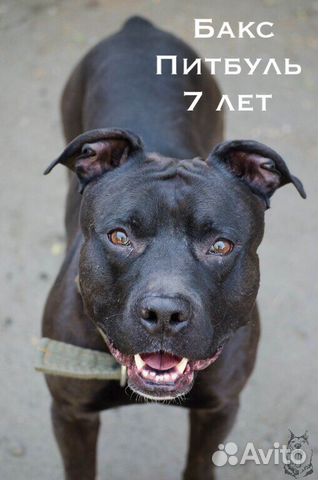 Питбули и стаффорды