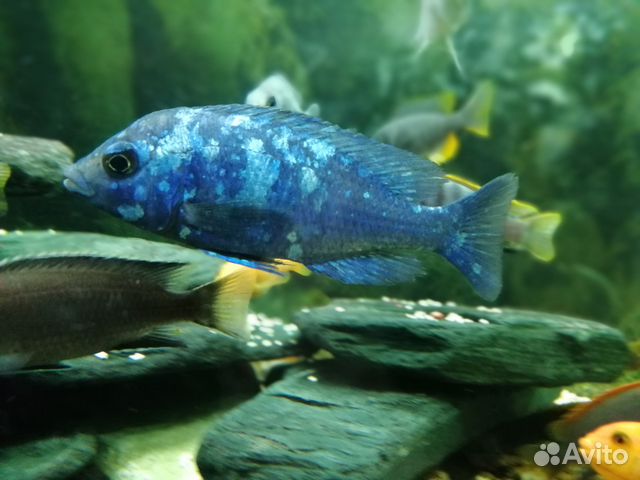 Плацидохромис Фенохилус Placidochromis phenochilus