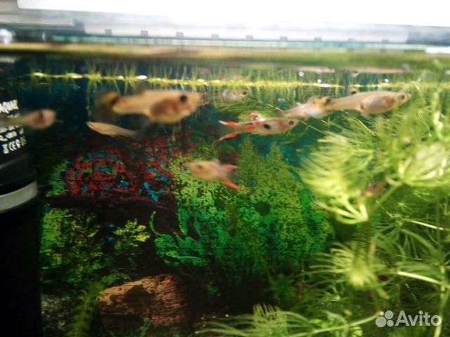 Нимфоидес и роголистник