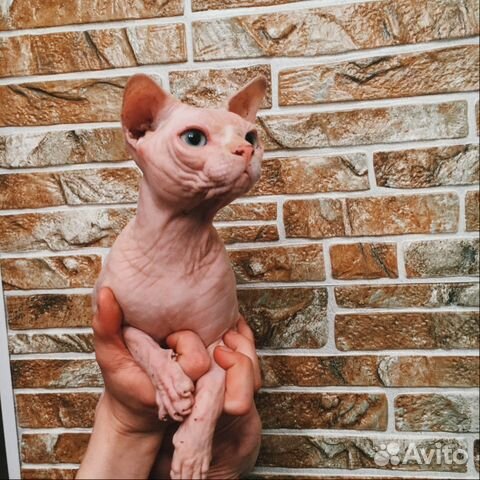 Вязка. Канадский сфинкс, Международный Чемпион