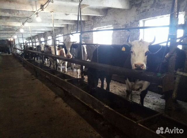 Дойные коровы