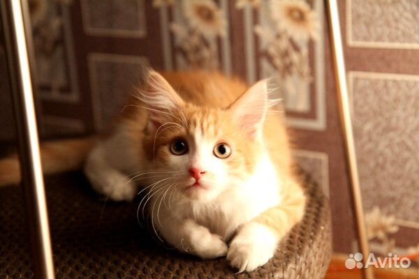 Солнечный мальчик 2 мес