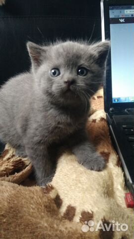 Шотландский котёнок Скоттиш-Страйт