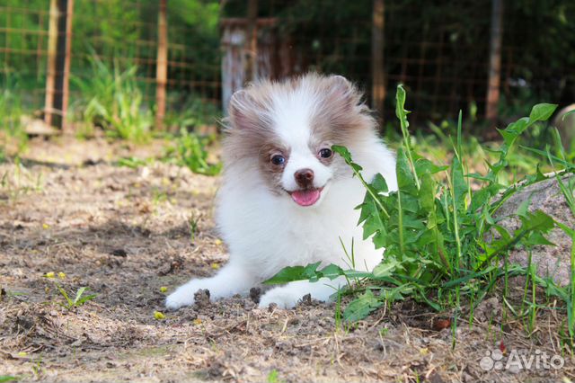 Предлагается щенок шпиц редкого окраса, мальчик