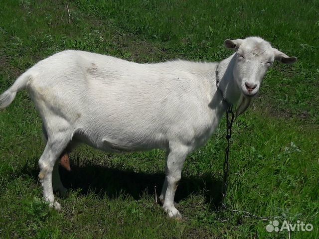 Продам козу, козочку, козлика и козла