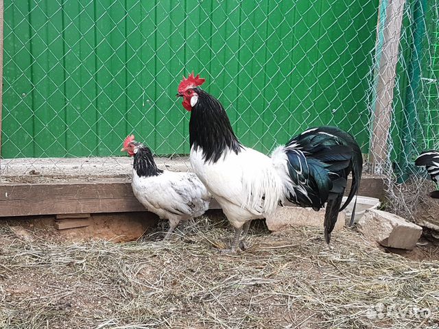 Семья Лакенфельдеров