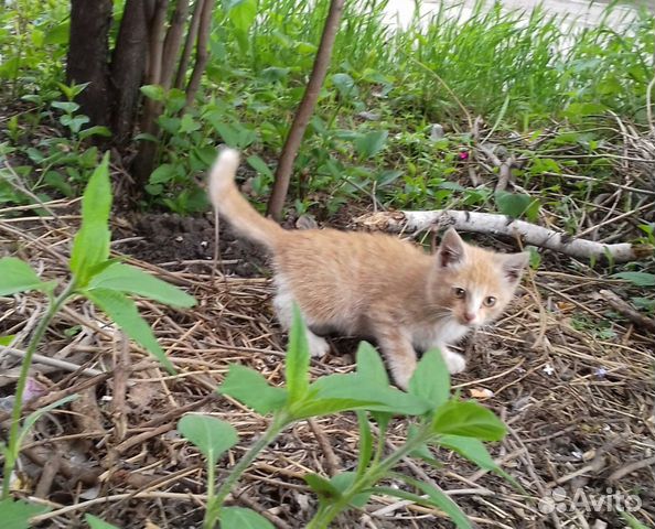 Рыжее счастье в белых чулках