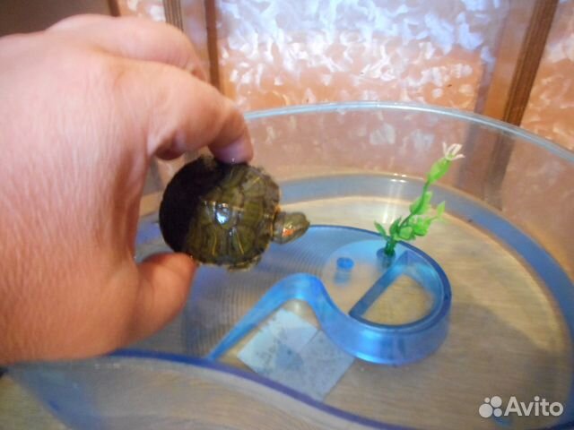 Черепашка Крошка 3-4 см с прудиком