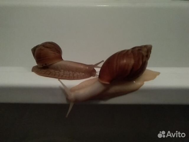 Улитка ахатина