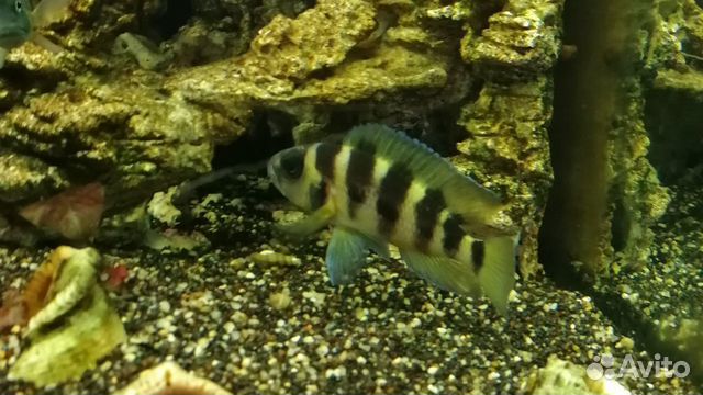 Neolamprologus sexfasciatus, цихлиды о. Танганьика