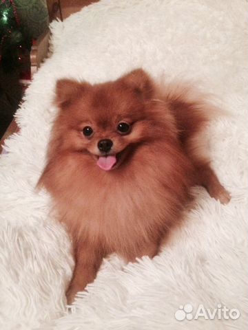 Вязка Малый Шпиц РКФ