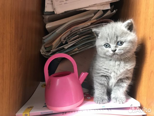 Котята