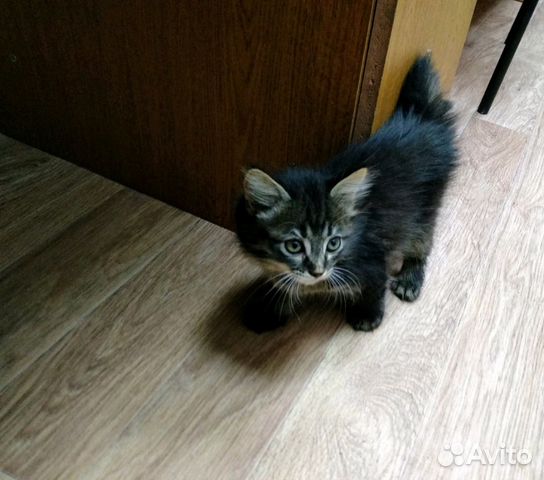 Шикарный пушистый котенок