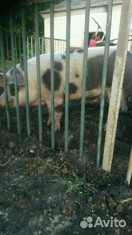 Рабочий Хряк