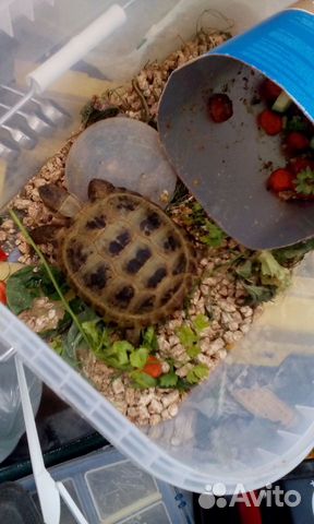 Сухопутная черепаха