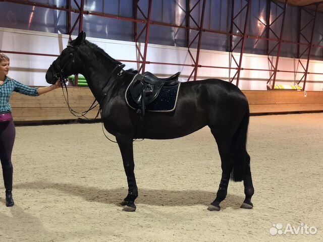 Высокая конкурная вороная кобыла 175 в холке