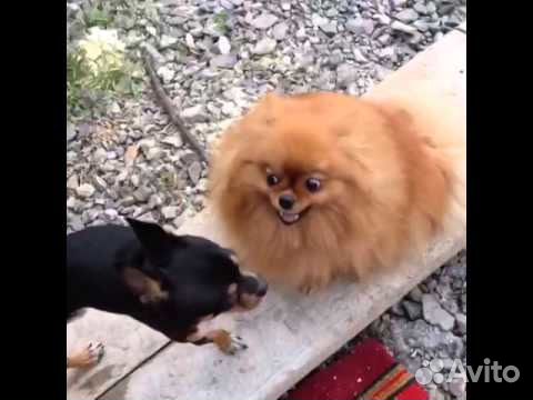 Карманные собачки