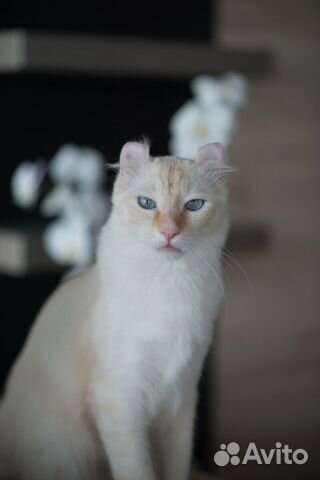 Мальчик в любимцы Американский Керл