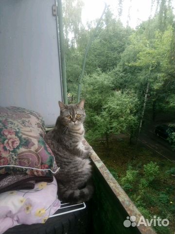 Кошка