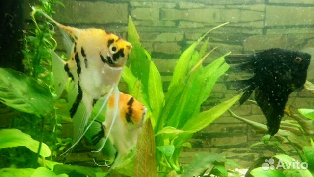 Скалярии кои 2 шт. Самец и самка (цена за 2 шт)