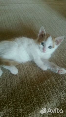 Рыжий котенок 1.5 мес