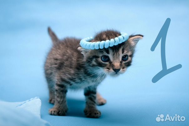 Полтора месяца