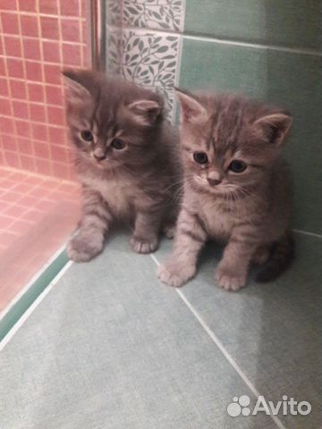 Продам милых бриташек-очаровашек