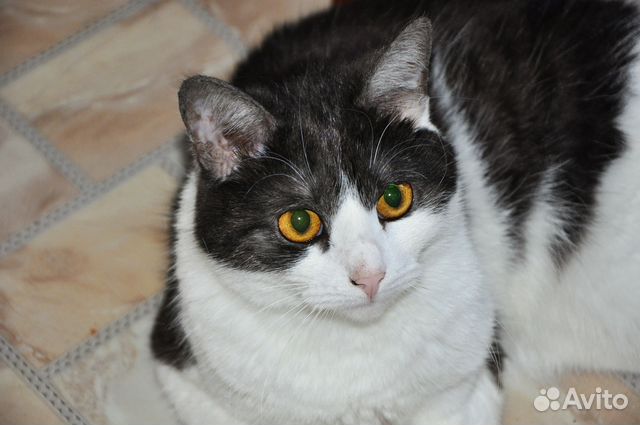 Мурчащий трактор