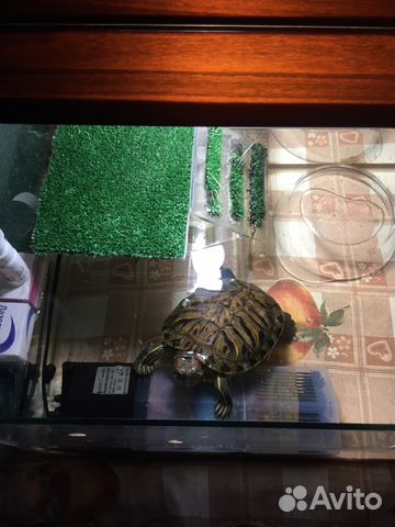 Черепаха с аквариумом