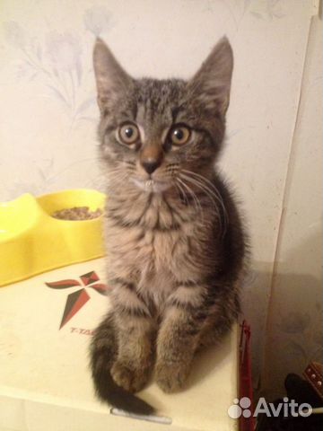 Ласковая, плюшевая девочка-котенок в хорошие руки