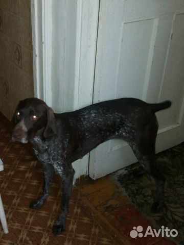 Вязка Немецкий Курцхаар