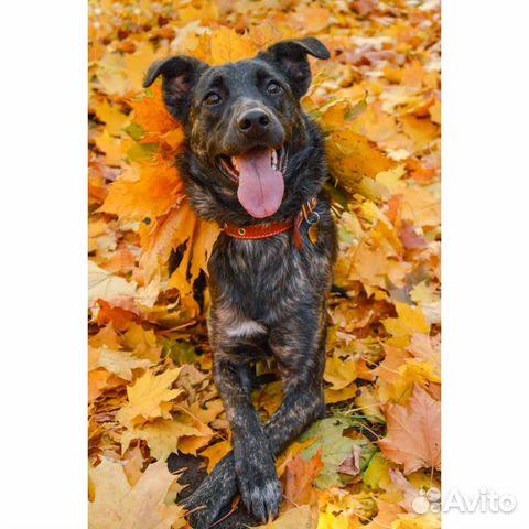 Трогательная Поночка ищет дом